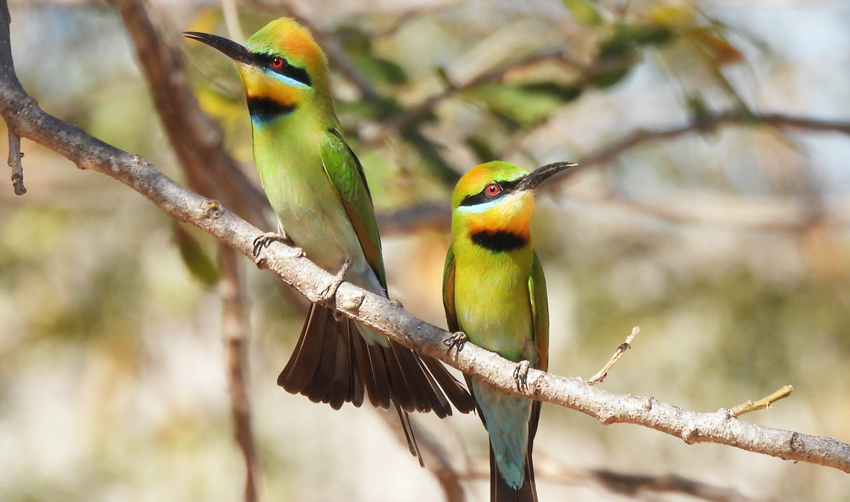 The Kimberley is a wildlife watching hotspot - ANW Kimberley