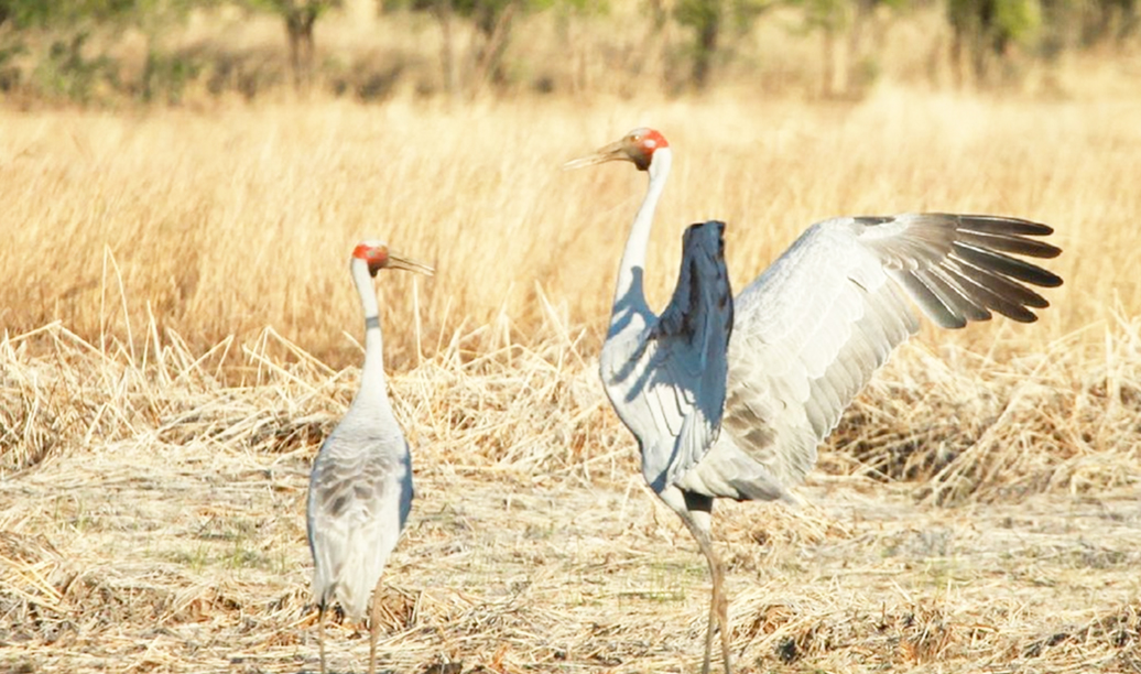 The Kimberley is a wildlife watching hotspot - ANW Kimberley