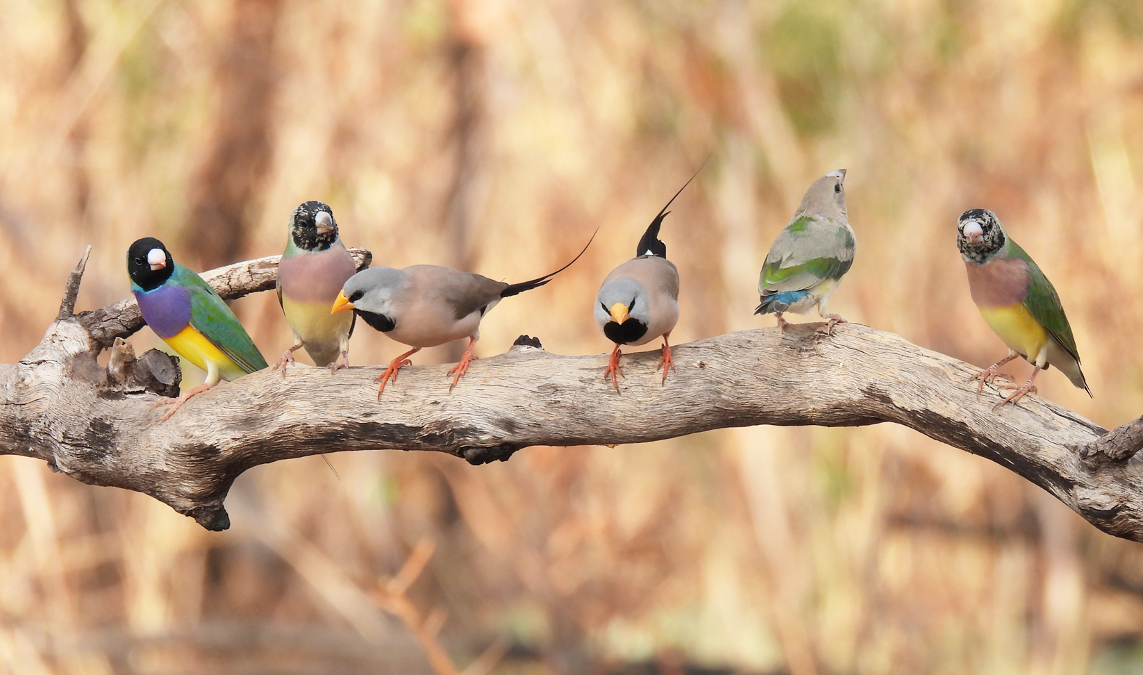 The Kimberley is a wildlife watching hotspot - ANW Kimberley
